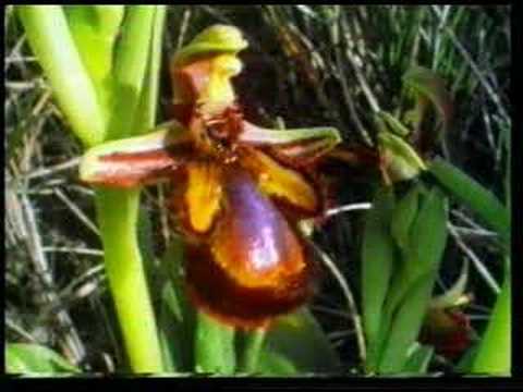 THE MIRACLE OF SEED 2