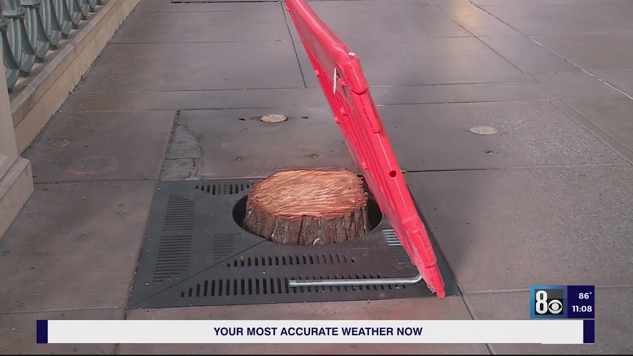 Bellagio fountain trees begin to come down for November’s F1 Las Vegas ...