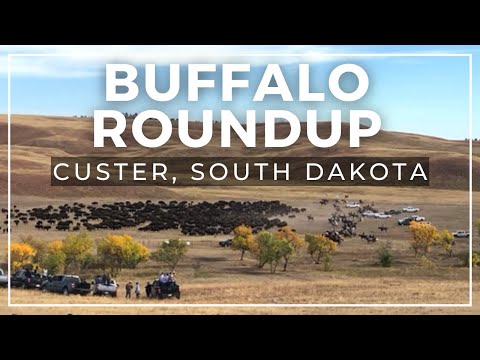 Custer State Park's Annual Buffalo Roundup: Review and Tips