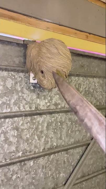 Man v wasps nest! - YouTube