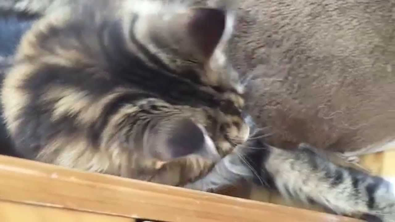 More starved for love - YouTube