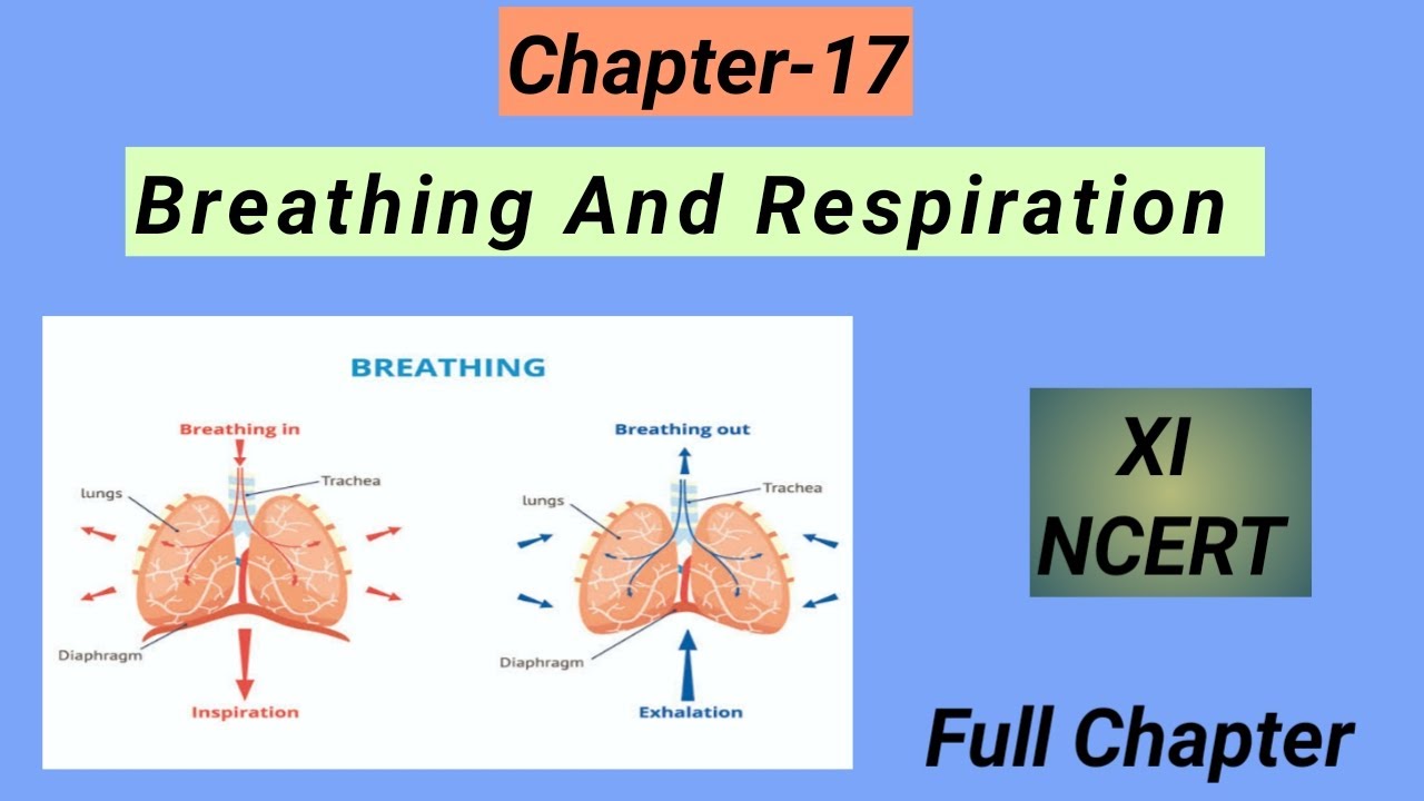 Chapter-17#11th Biology NCERT# Breathing And Respiration. - YouTube