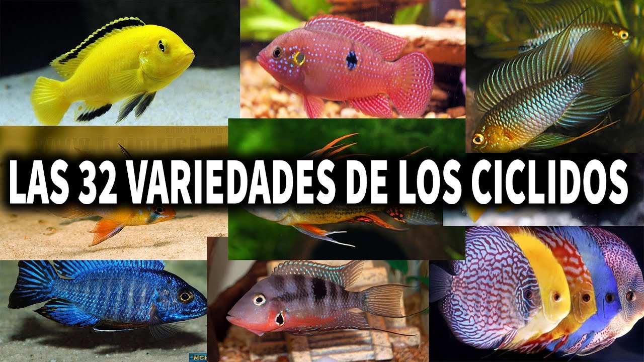 Razas De Cíclidos Africanos Macho Y Hembra De Cíclidos Africanos: