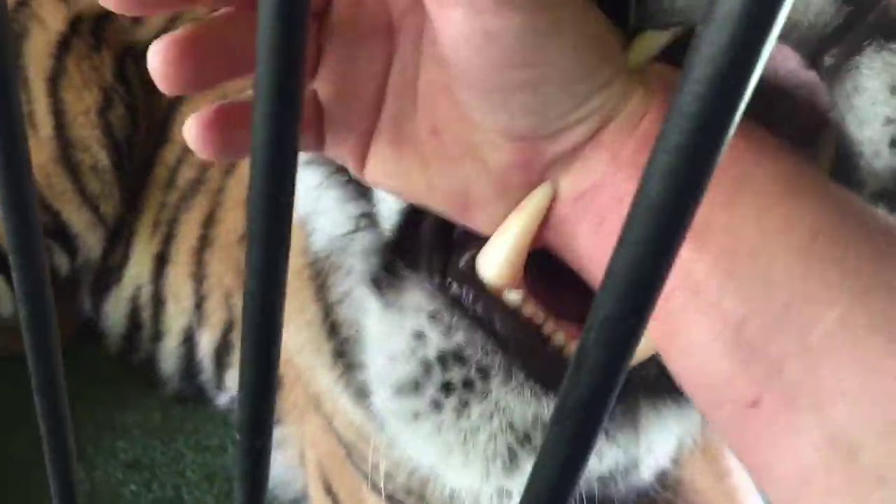 A Quick Bite From a Tiger - YouTube