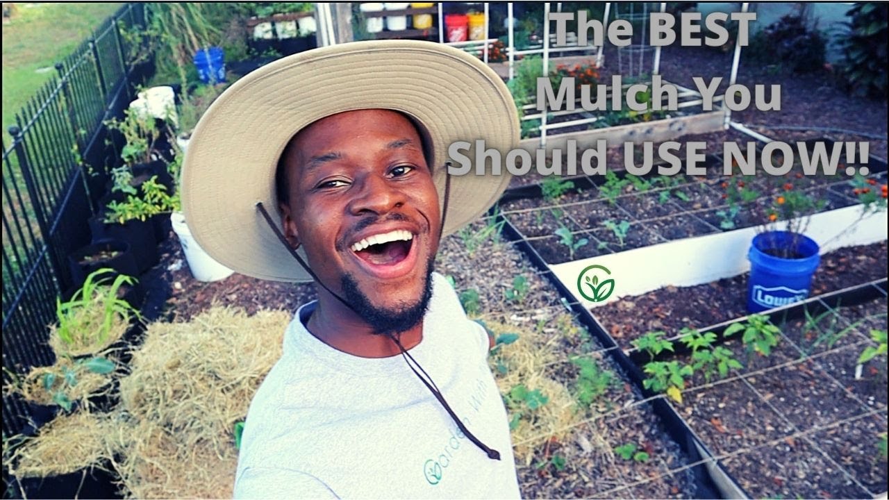 Best Mulch For Your Garden L How To Use Hay In Garden L Mulching Help best-mulch-for-your-garden-l-how-to-use-hay-in-garden-l-mulching-help