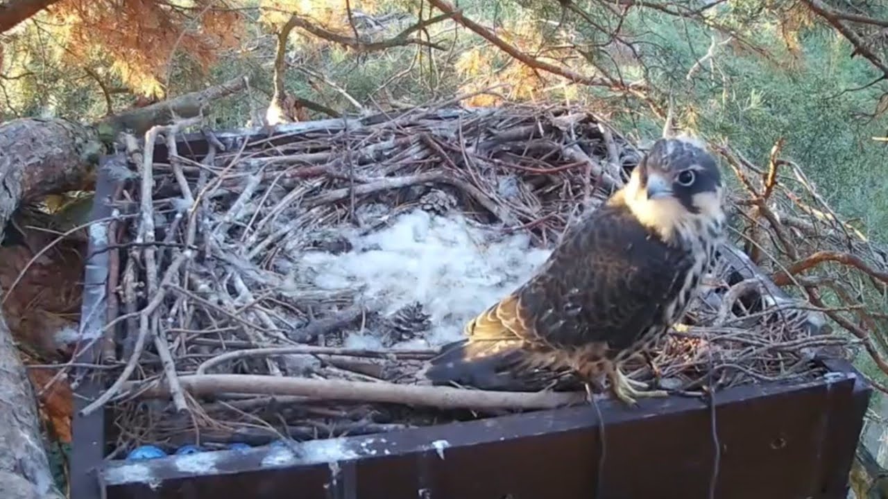 Eurasian Hobby (Falco subbuteo), nesting season 2024, Czechia, platform ...