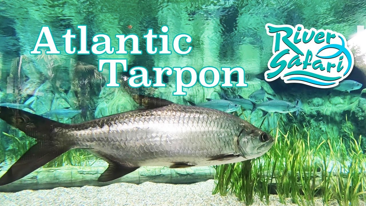 Atlantic Tarpon at River Safari - YouTube