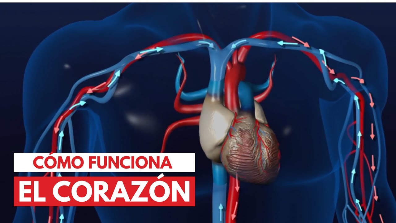 Anatomía 3d Del Corazón
