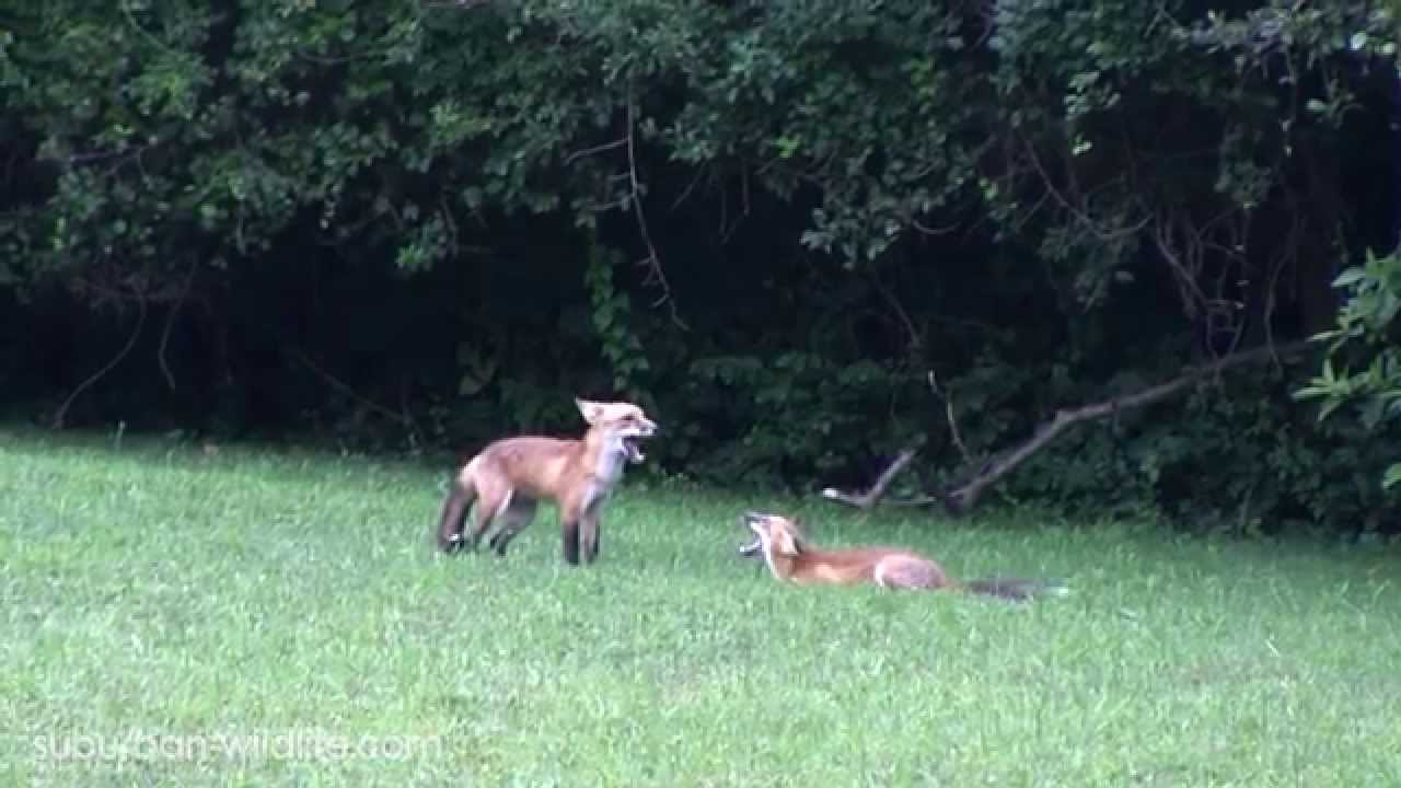 Red Fox Attacks his Willful Unruly Son - YouTube