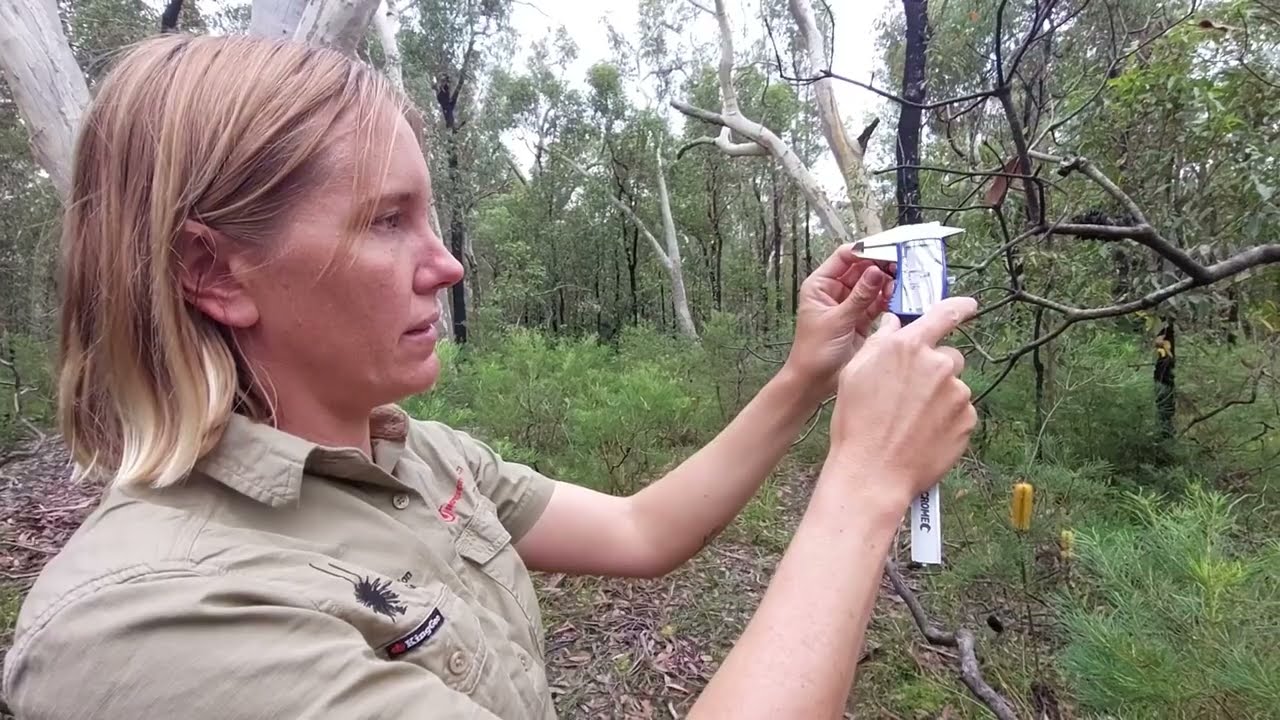 Bushfire Program: Signs of Fire - Measuring Fire Severity - YouTube