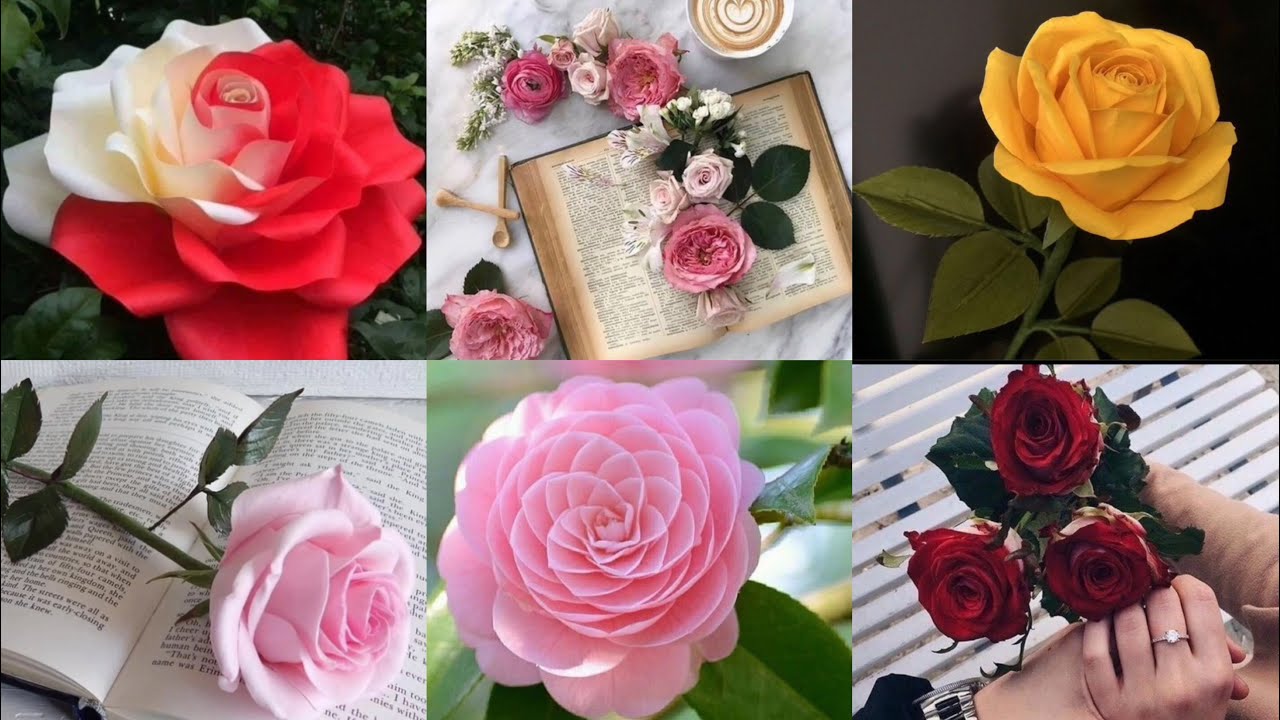 Beautiful profile dpz/Rose profile dpz/Flower profile pictures/Cute ...