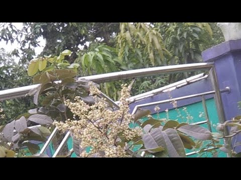 Bunga Kelengkeng Merah Di Planterbag - YouTube