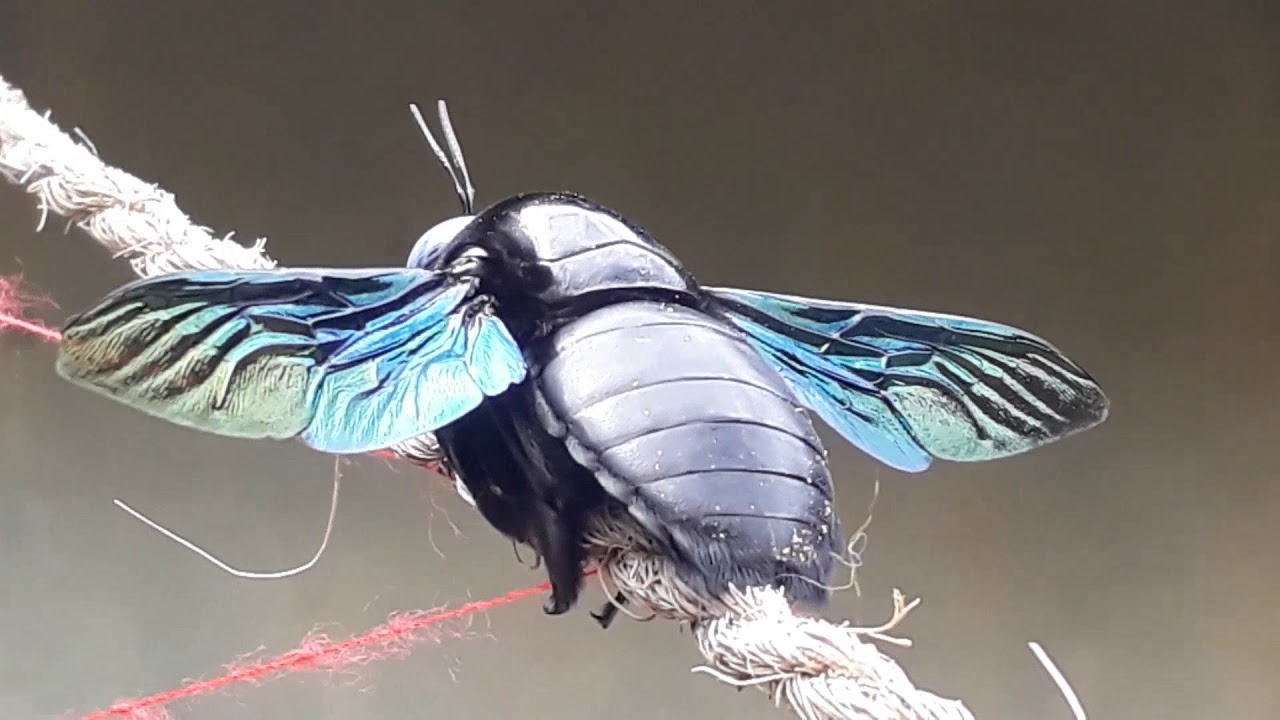 Wasp Dance - YouTube