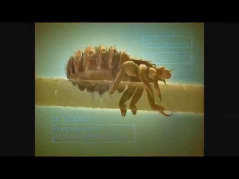 ENTOMOLOGIA "ORDENES DE INSECTOS": ORDEN PHHIRAPTERA