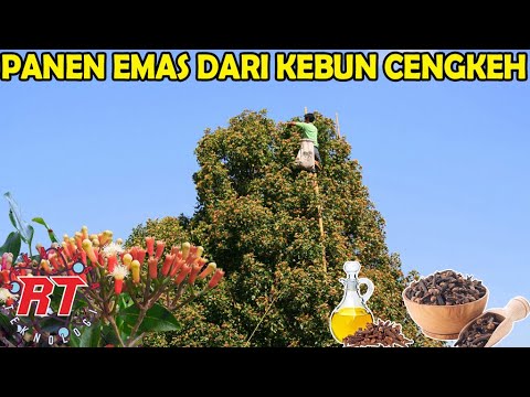 PANEN EMAS DARI KEBUN CENGKEH | MENGUAK KEAJAIBAN PERTANIAN CENGKEH
