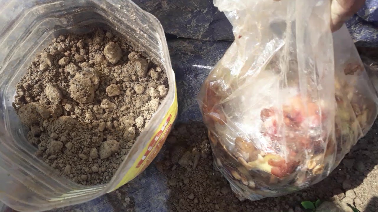 sazna tree dhal planting to 5 litre bottle - YouTube