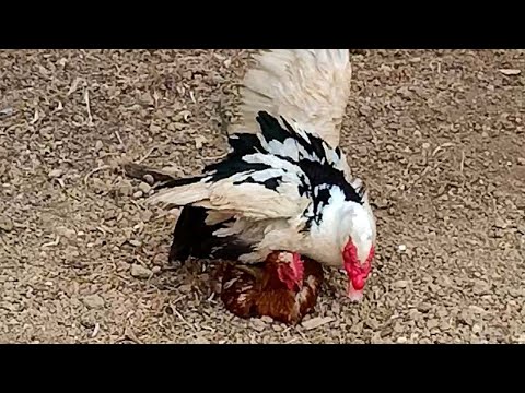 A male duck decided to mate with a chicken