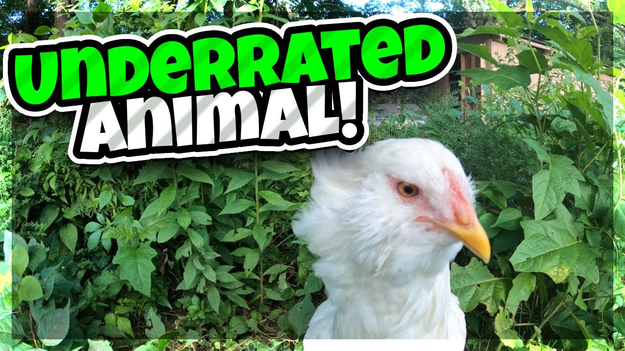 Chickens: The Most Underrated Animal Ever - YouTube