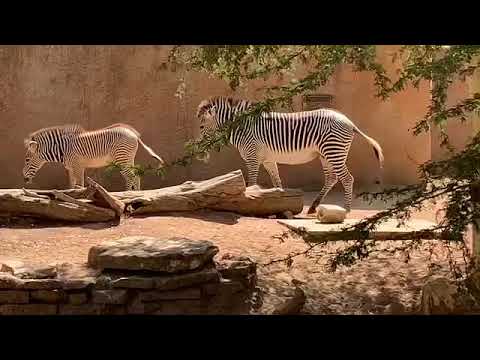 グレビーゼブラ ママと赤ちゃん寝室へ戻る Grevy Zebra Los angels zoo