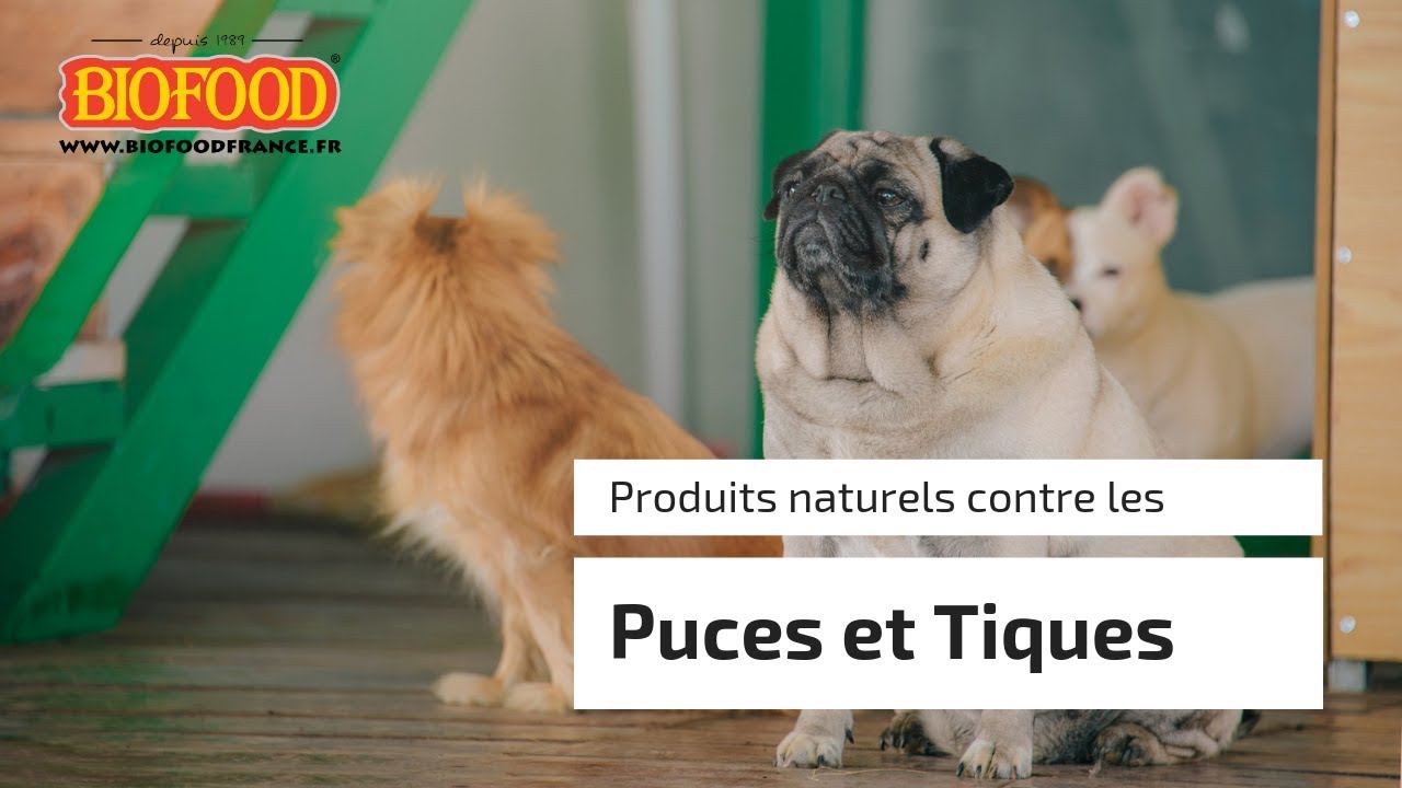 Produits ANTI puces & tiques naturels - YouTube