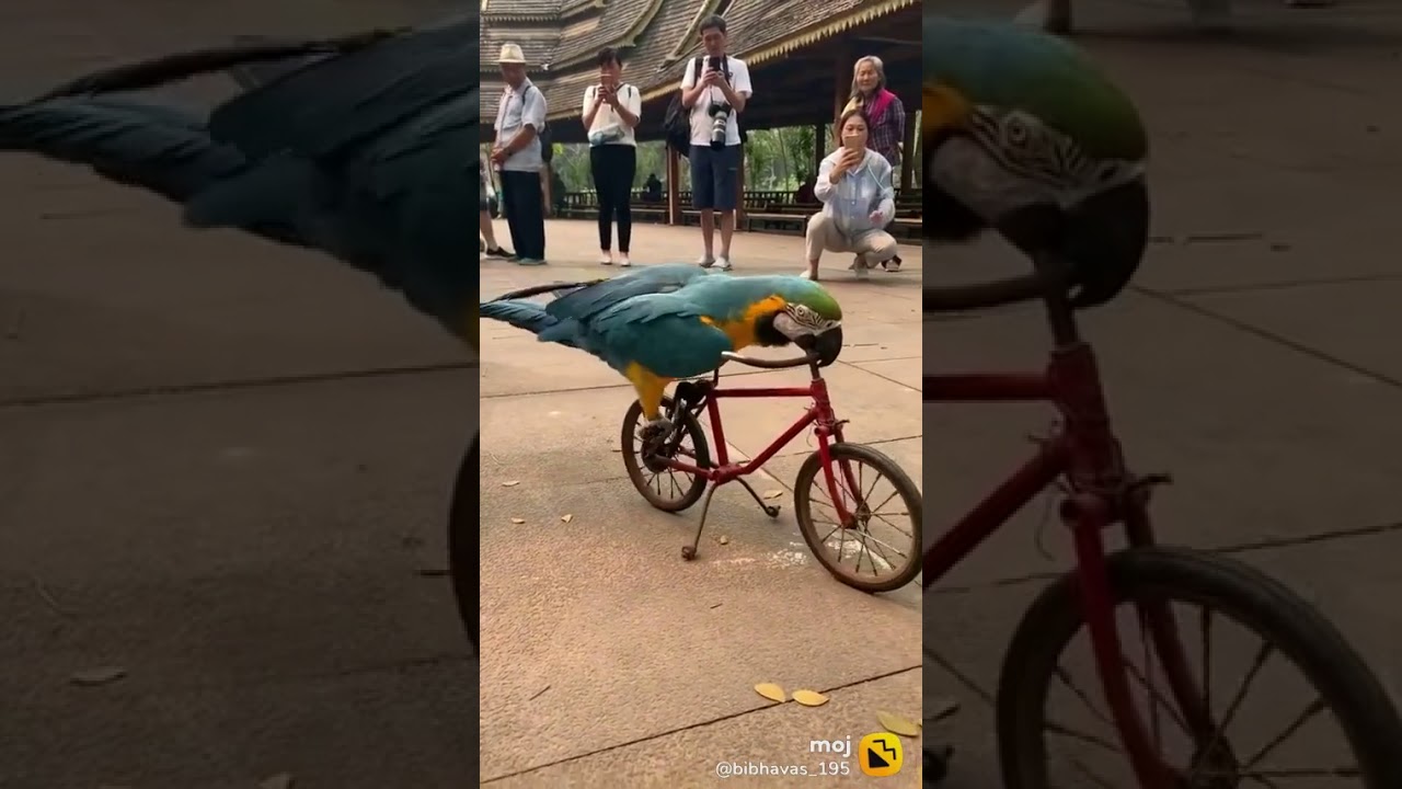 Parrot riding a cycle - YouTube
