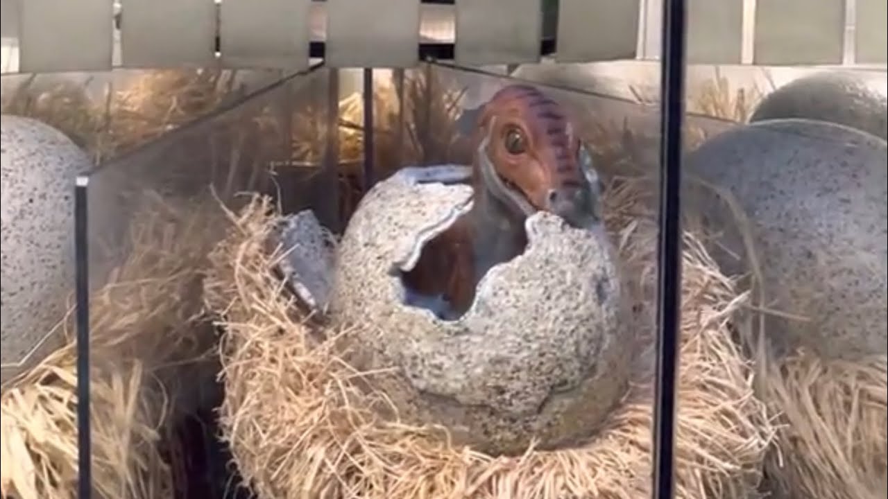 HATCHING Velociraptor Egg at Jurassic Park! - YouTube