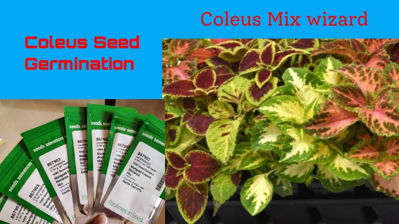 Coleus Seed Germination - YouTube