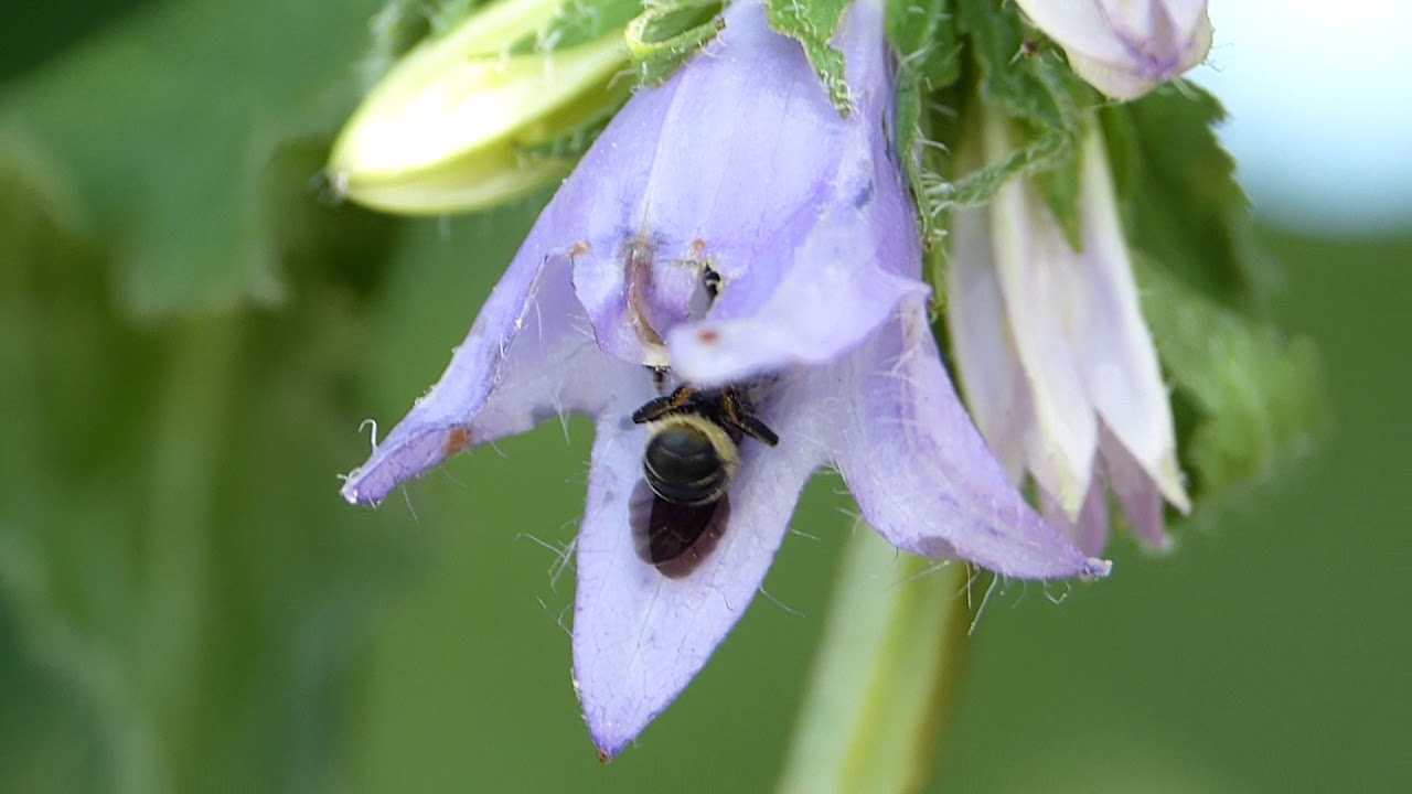 Chelostoma campanularum (Mégachilidae-Hymenoptera) 2017 - YouTube