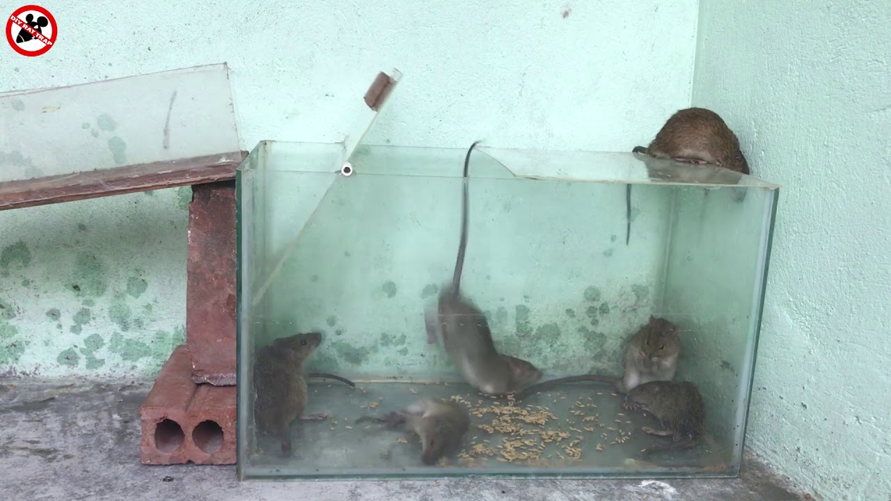 Rat Trap Water π 3 Mice In Trapped 1 Hour π Mouse Rat Trap π How To
