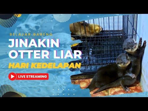 Akhirnya Otter Liar Sudah Jinak Bisa Di Ajak Maen & Freeroom