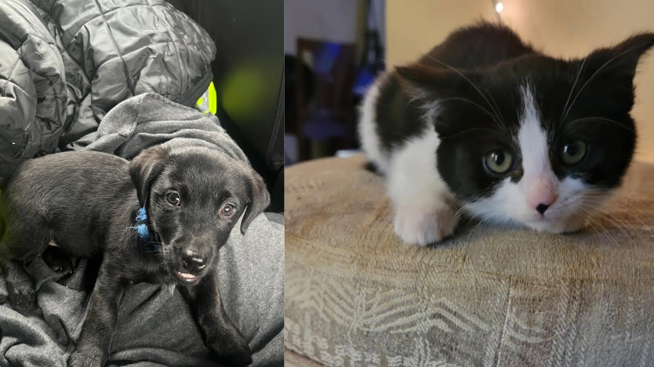 Picking Up Our New Fur Babies! - YouTube
