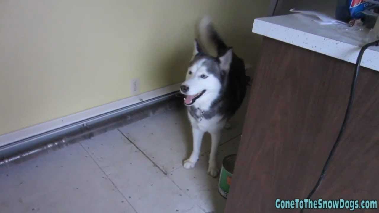 Talking Husky Dog - Jeep Updates! - Shiloh says I Love You - YouTube