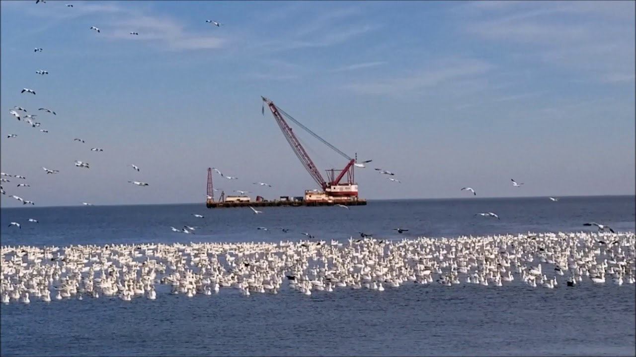 Snow Geese at Rehoboth Beach, Delaware - YouTube