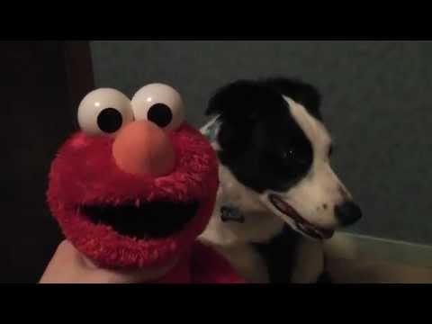 Where is Elmo hiding? - YouTube