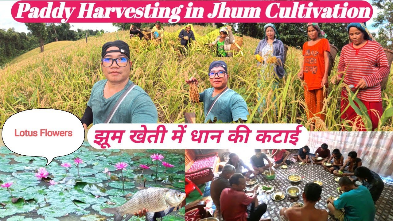 Paddy harvesting in Jhum cultivation||झूम खेती में धान की कटाई ...