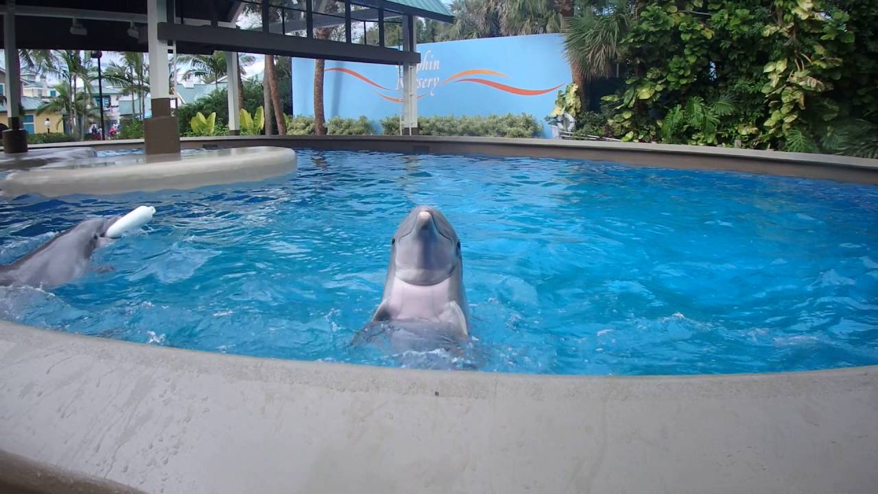 Whistling to Bottlenose Dolphins at SeaWorld - YouTube