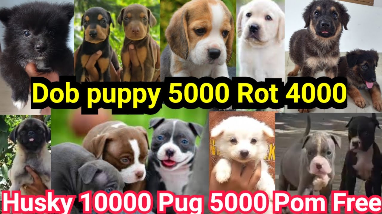 ഇത്ര വിലക്കുറവിൽ Dogs കിട്ടോ🤔Dob puppys 5000 Rot 4000🚨Pug 5000 Husky ...
