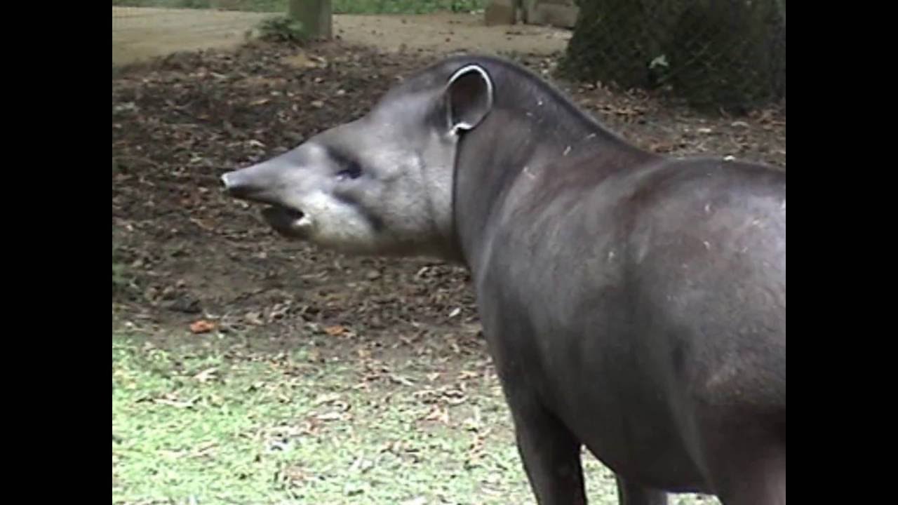 Brazilian Tapirs and Capybaras at Cotswold Wildlife Park - YouTube