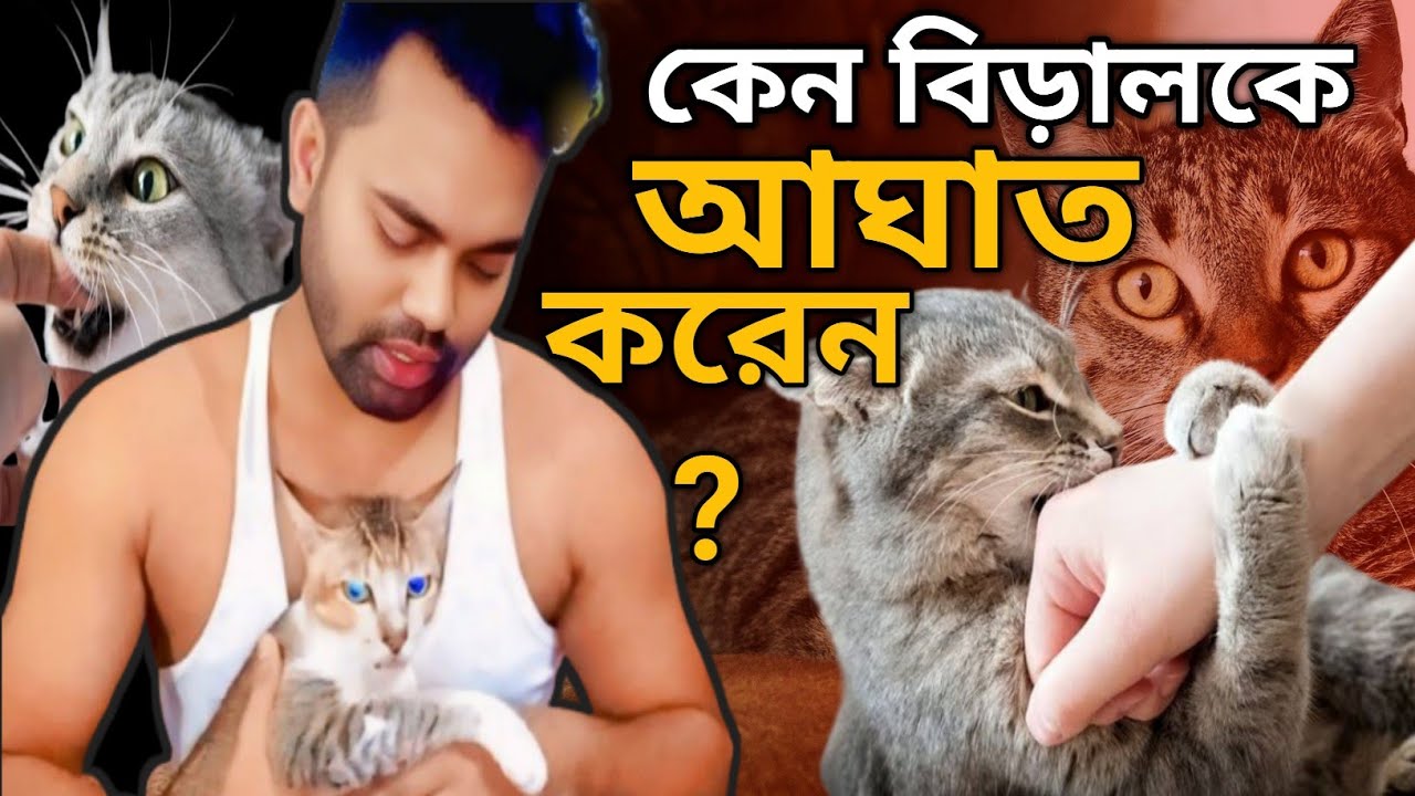 আমার বিড়াল টমি গুরতর অসুস্থ I Cat | Emran Sheikh Orzon | - YouTube