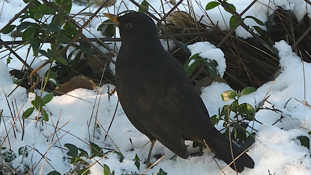 Kosy i zima / Blackbirds and winter / Kos zwyczajny / Turdus merula ...