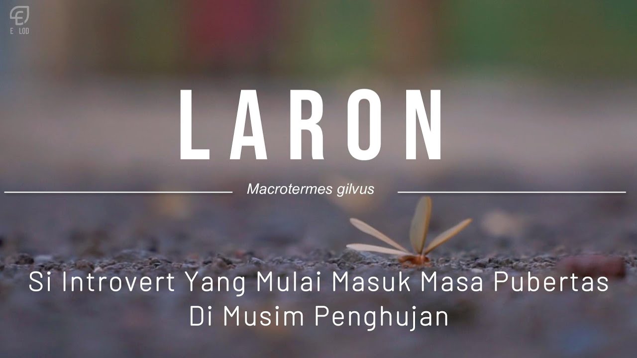 Laron - Mengapa Laron Selalu Muncul di Musim Hujan? - YouTube