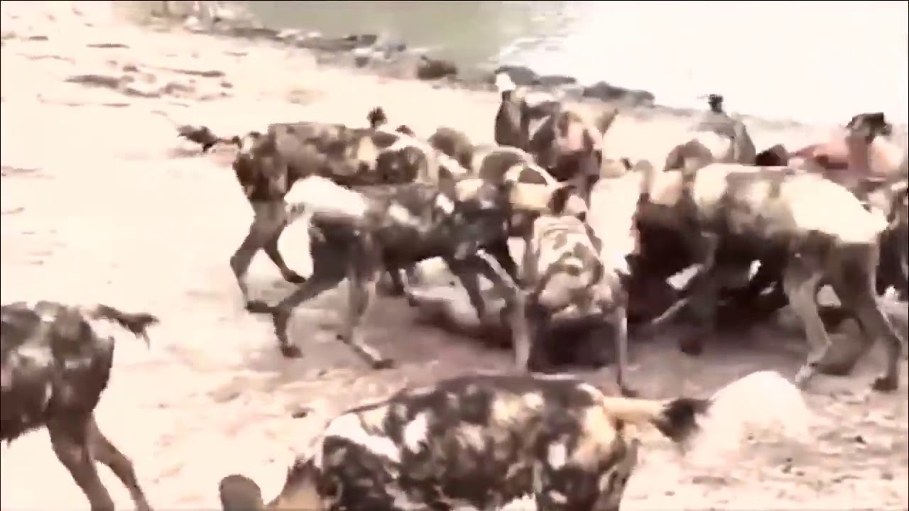 vlc record 2019 12 09 10h38m39s The Best Of Wild Animals Attacks 2018 ...