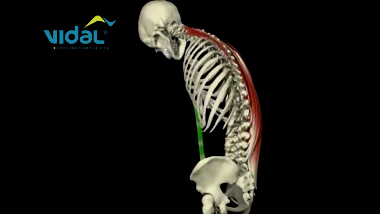 FLEXÃO E EXTENSÃO DO TRONCO - Vidal - YouTube
