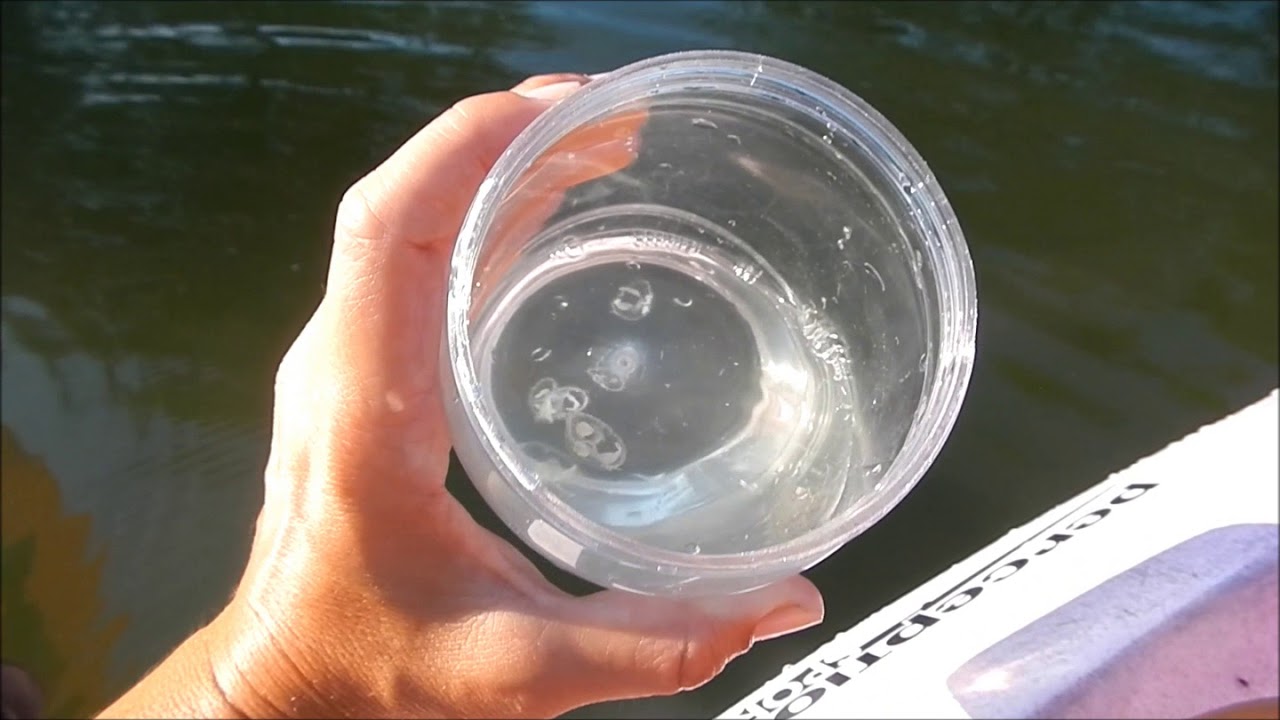 Catching Lake Erie Jellyfish by Brenda Culler - YouTube