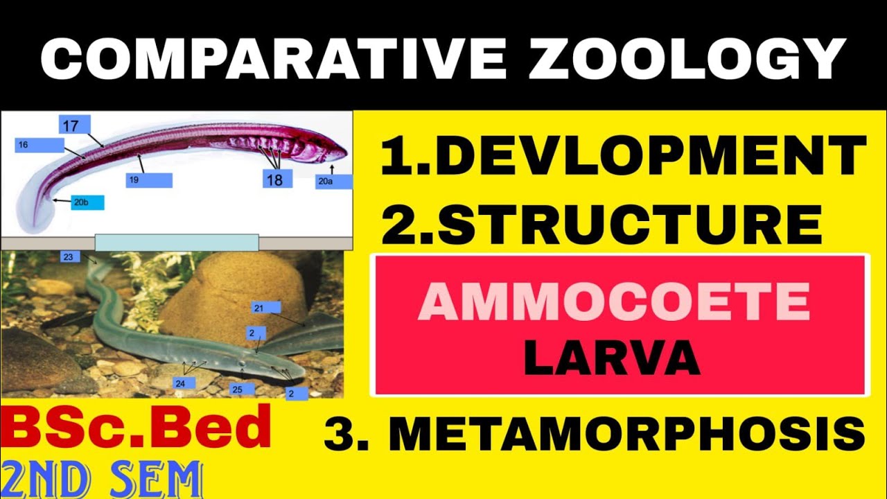 Ammocoete larva Development,structure and metamorphosis ||petromyzon or ...