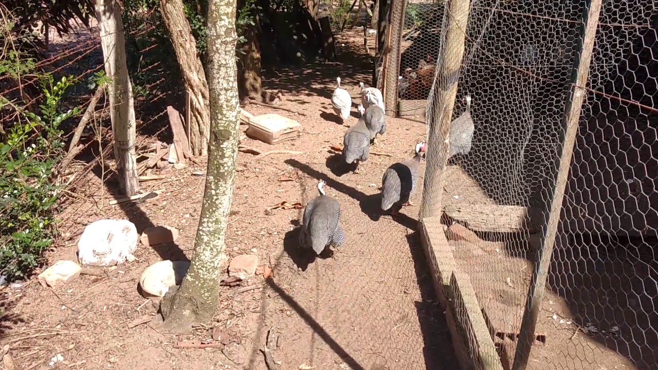 Como Saber se a Galinhola é Macho ou Fêmea / Galinha D'angola / Capote ...