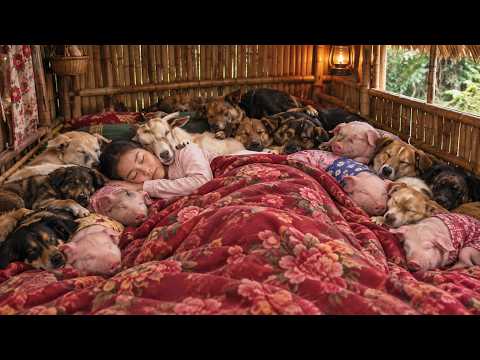 Ha Thi Muon's journey of love in a bamboo house shared with dogs and goats.