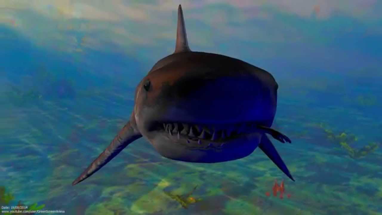 sharky white bull Shark style shark week 3D ANIMATION 1080p s01r01 ...
