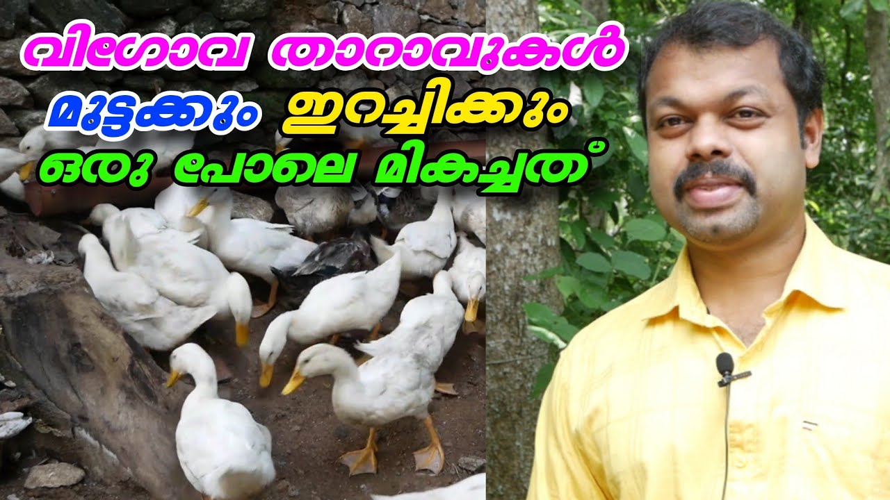 വിഗോവ താറാവുകൾ | മുട്ടക്കും ഇറച്ചിക്കും ഒരേ പോലെ മികച്ചത് | VIGOVA DUCK ...