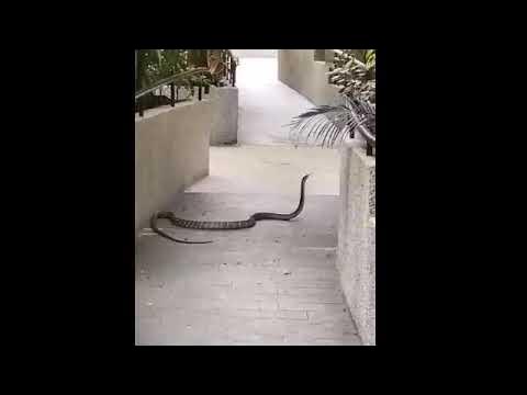 A big python eating dog in the backyards - YouTube